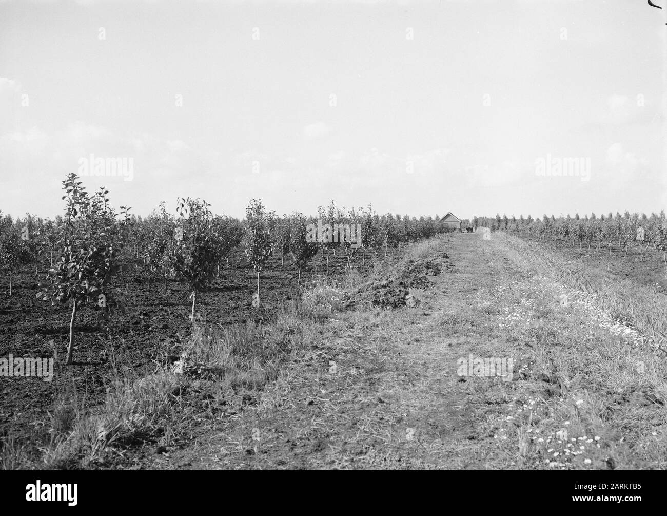 fruit cultivation Date: undated Location: Nes Keywords: fruit ...
