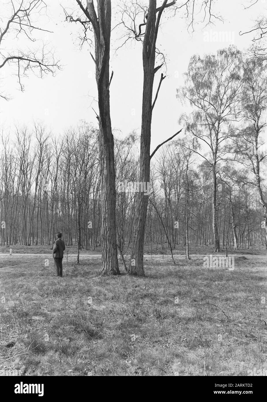 various deciduous trees, acacia, Hoog Keppel Date: undated Location ...