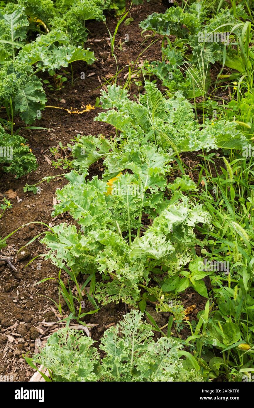Brassica pests hi-res stock photography and images - Alamy