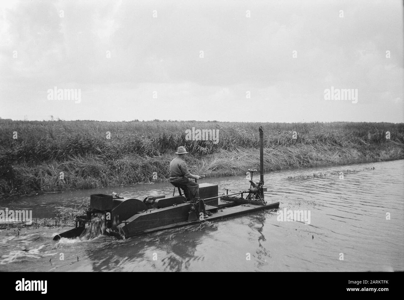 Aquatic water vegetation Black and White Stock Photos & Images - Alamy