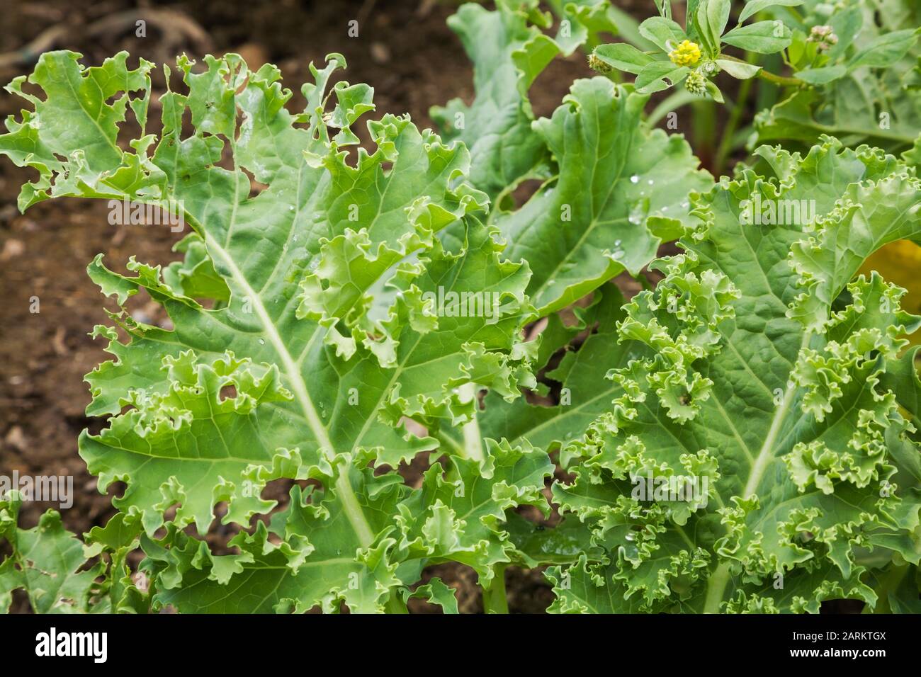 Kale leaves with holes hi-res stock photography and images - Alamy