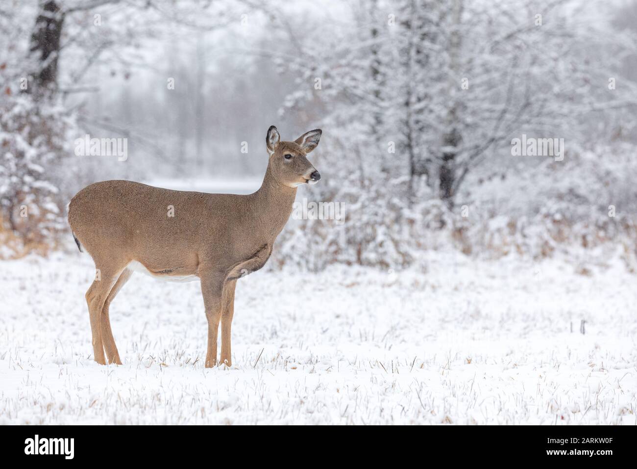 White-tailed doe in a pretty winter landscape Stock Photo - Alamy