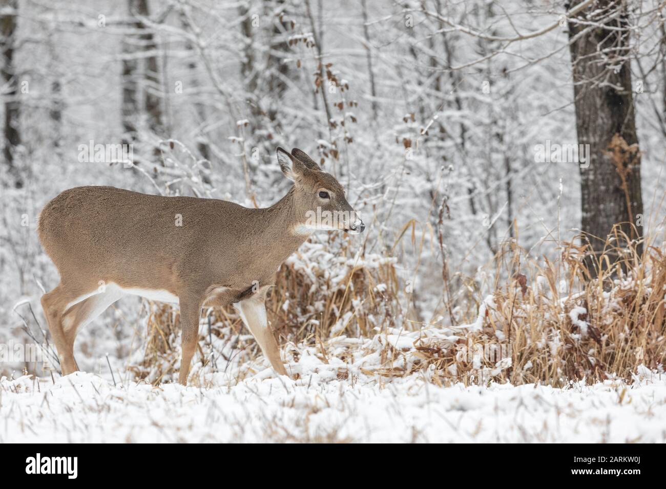 Whitetail Deer Doe High Resolution Stock Photography and Images - Alamy