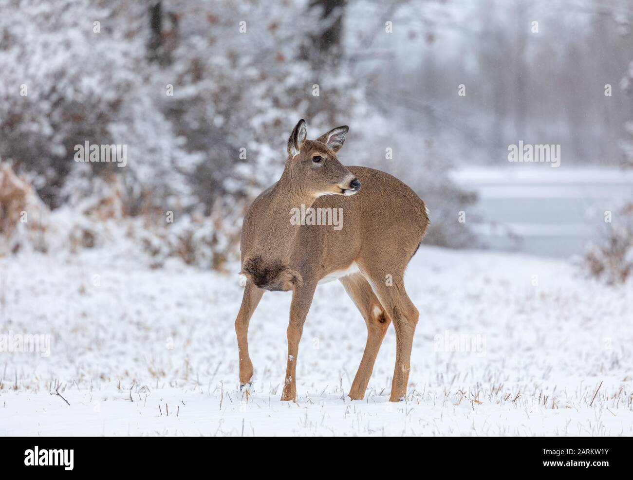 White-tailed doe in a pretty winter landscape Stock Photo - Alamy
