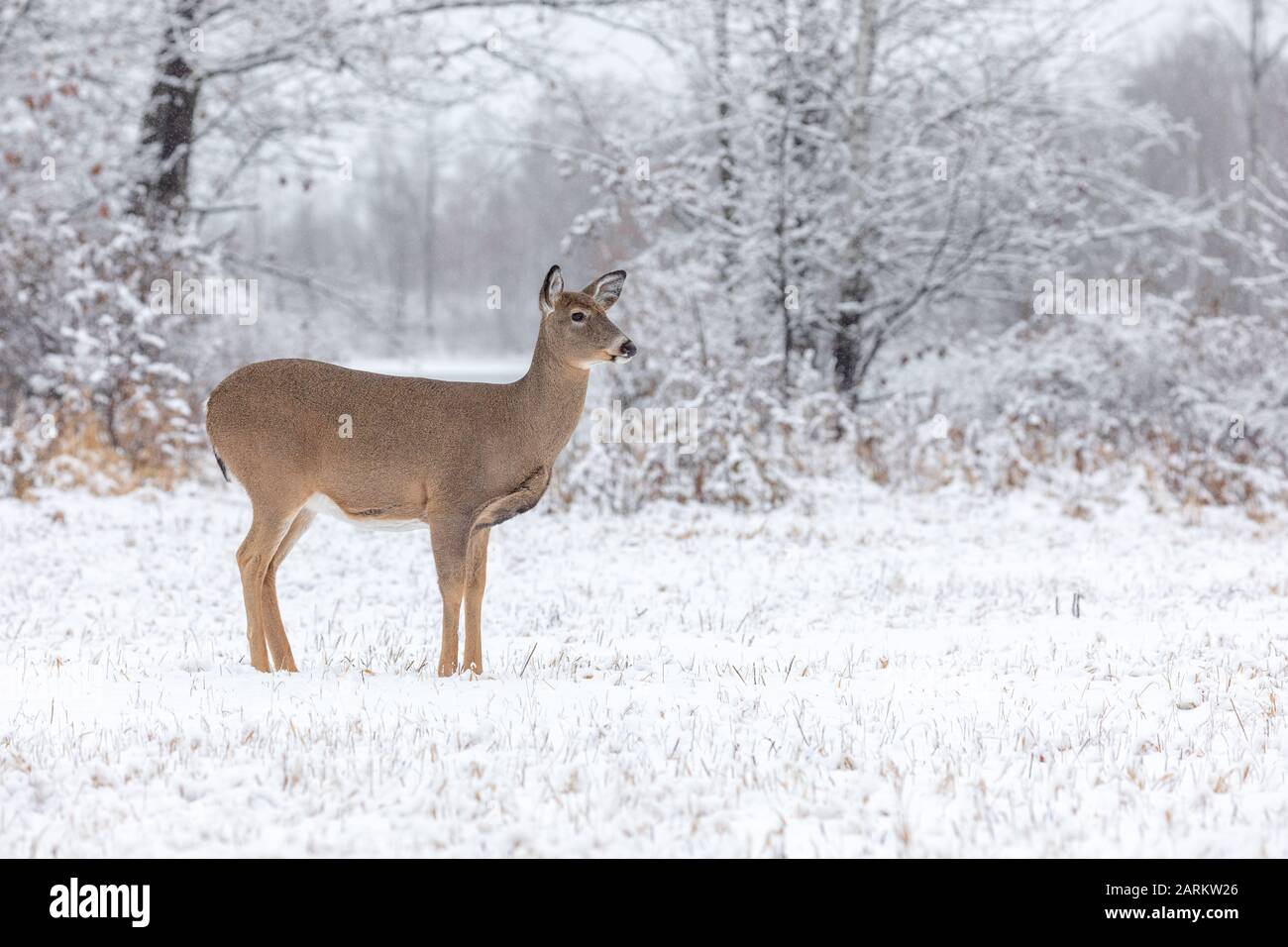 Doe landscape hi-res stock photography and images - Alamy