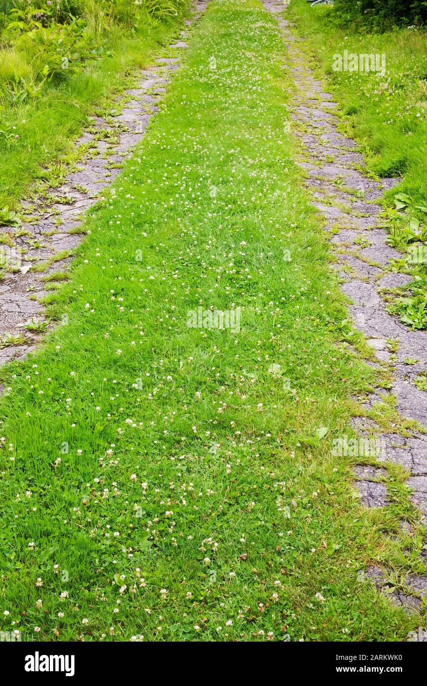 Asphalt road overgrown with grass and weeds in summer Stock Photo - Alamy
