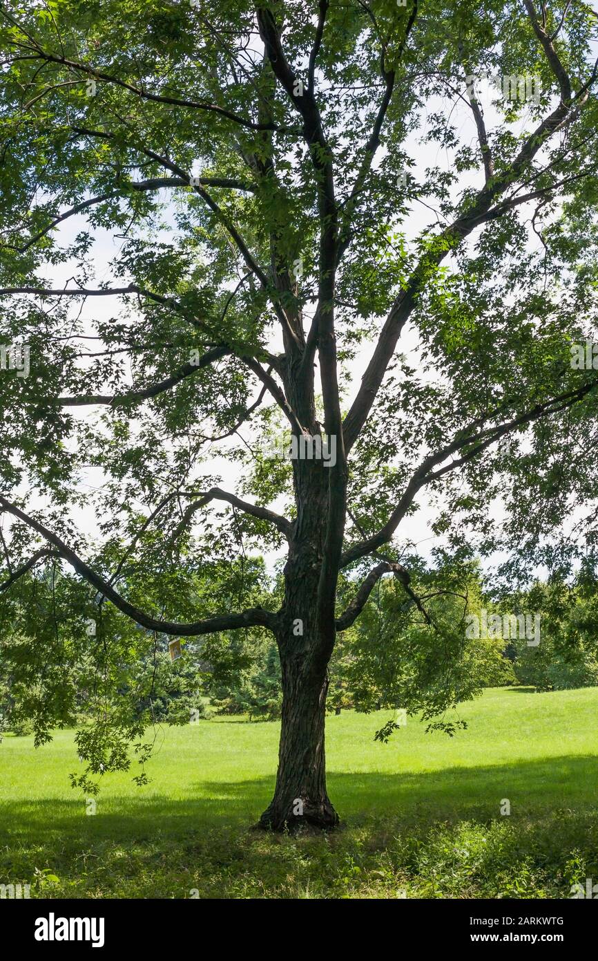 Acer - Maple tree in a grass field in summer, Montreal Botanical Garden ...