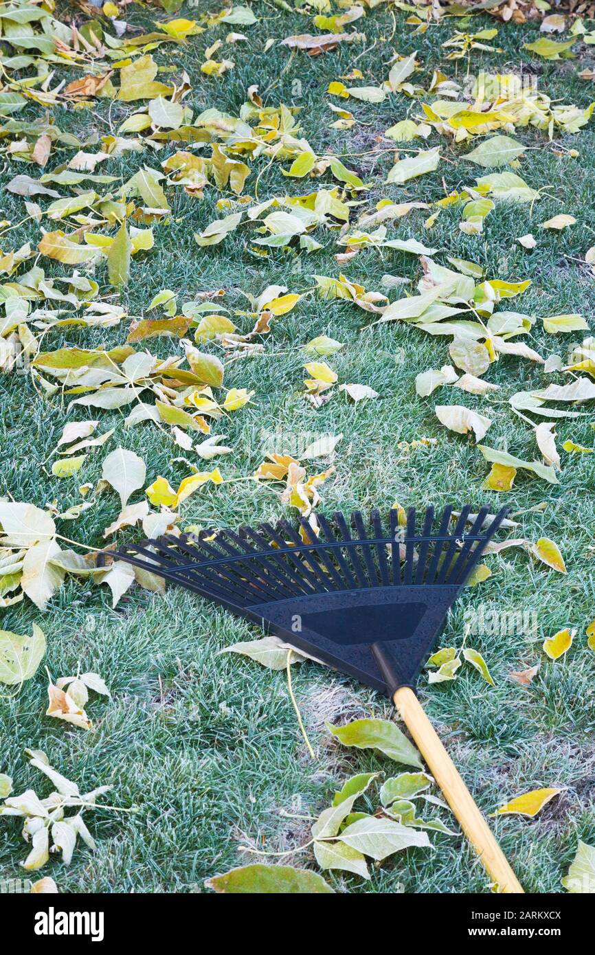 Black plastic leaf rake on green grass lawn with fallen Fraxinus ...