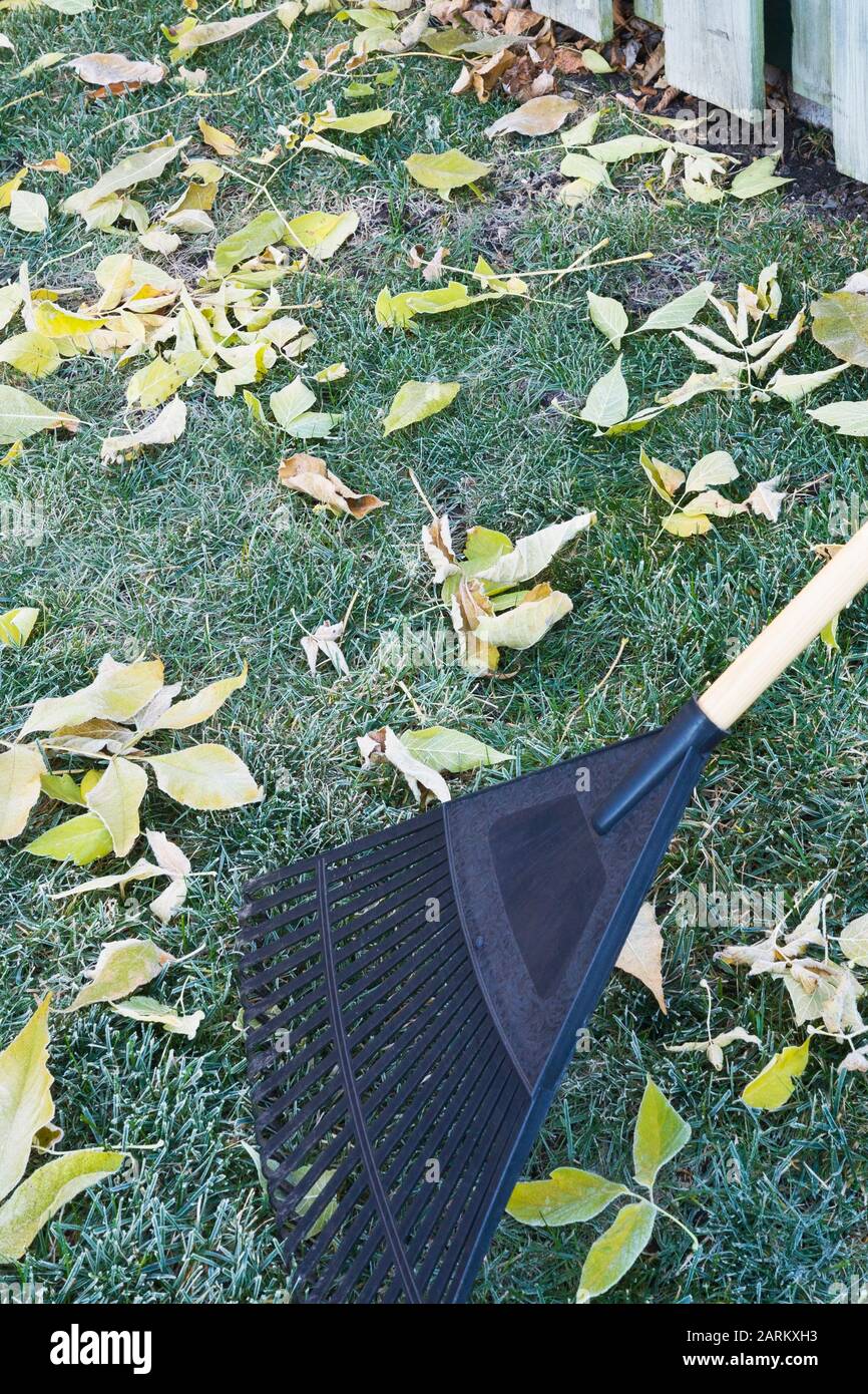 Black plastic leaf rake on green grass lawn with fallen Fraxinus ...