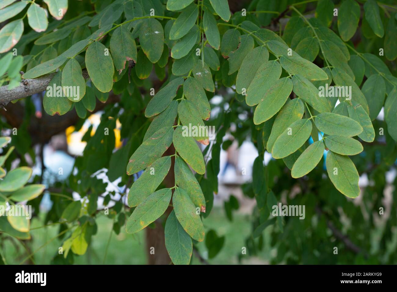 Leaves of Robinia pseudoacacia tree close-up. It was taken in the fall ...