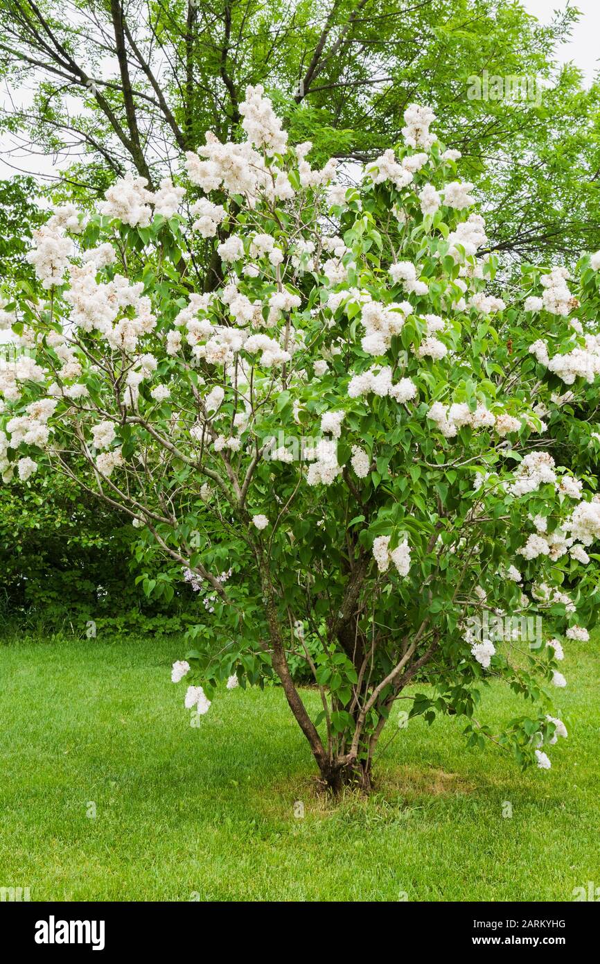 White flowering Hydrangea shrub in late spring Stock Photo - Alamy