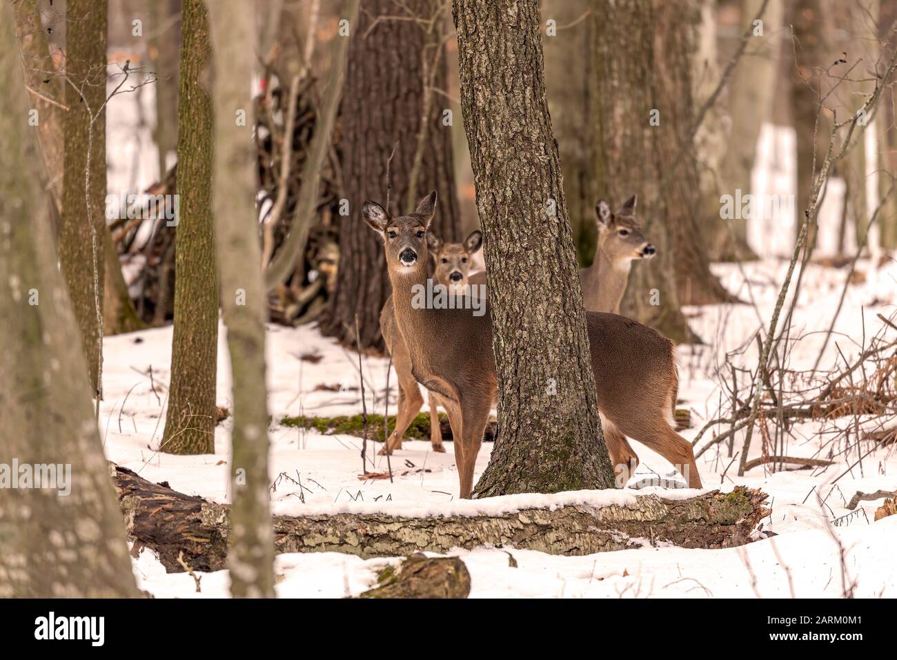 Deer. The white-tailed deer also known as the whitetail or Virginia ...