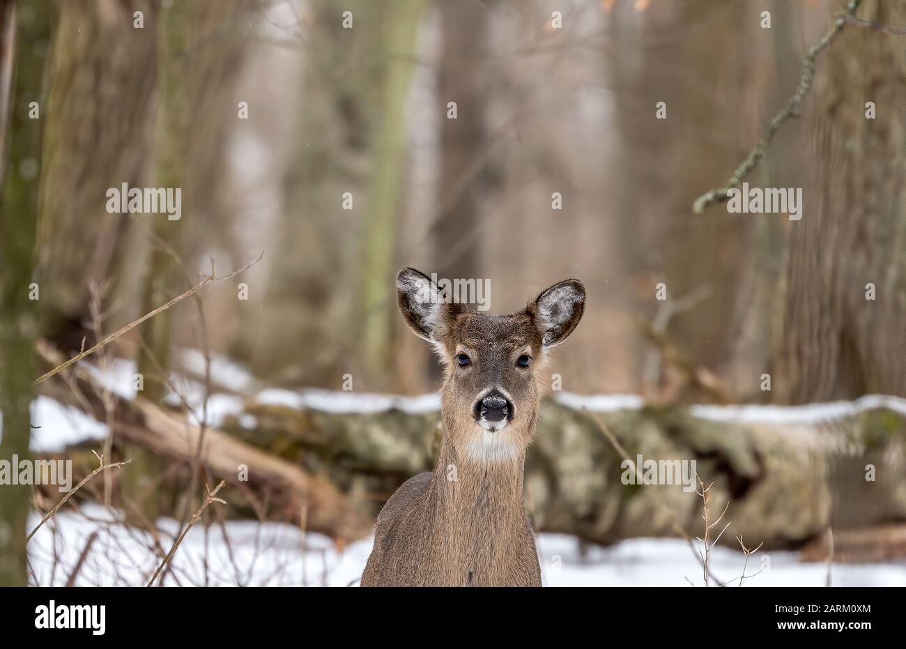 Deer. The white-tailed deer also known as the whitetail or Virginia ...