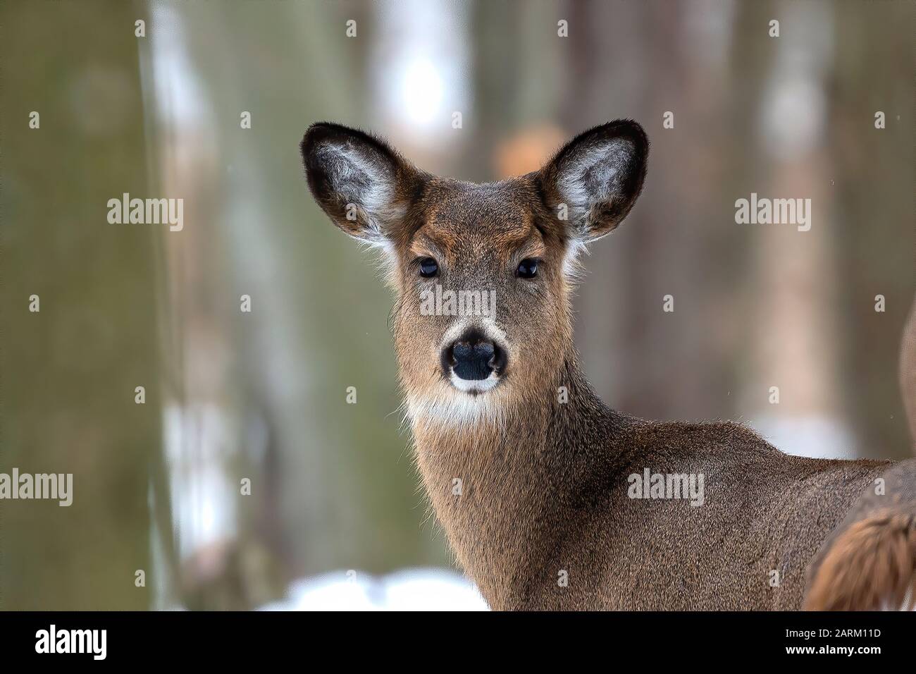 Deer. The white-tailed deer also known as the whitetail or Virginia ...