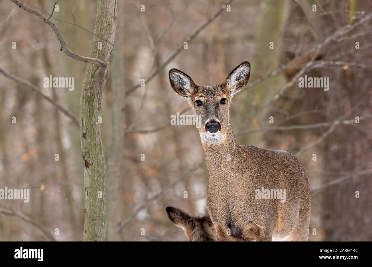 Deer. The white-tailed deer also known as the whitetail or Virginia ...