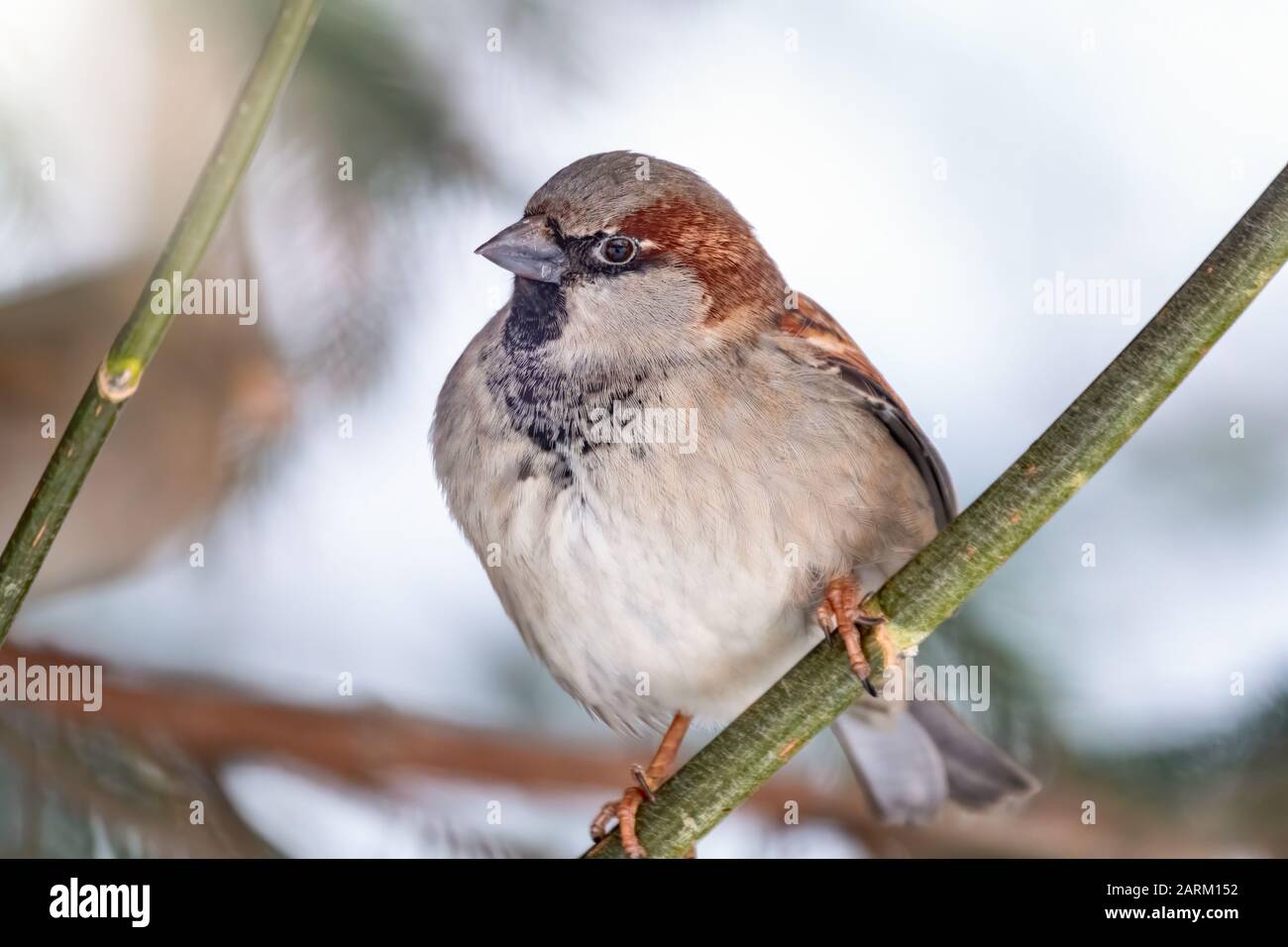 Sparrow sits on a branch without leaves in the sunset light. Sparrow on ...