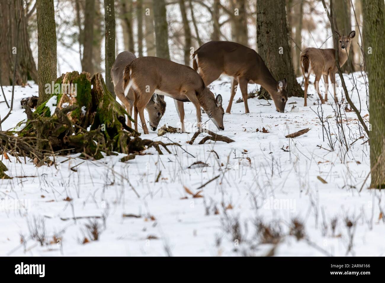 Deer. The white-tailed deer also known as the whitetail or Virginia ...