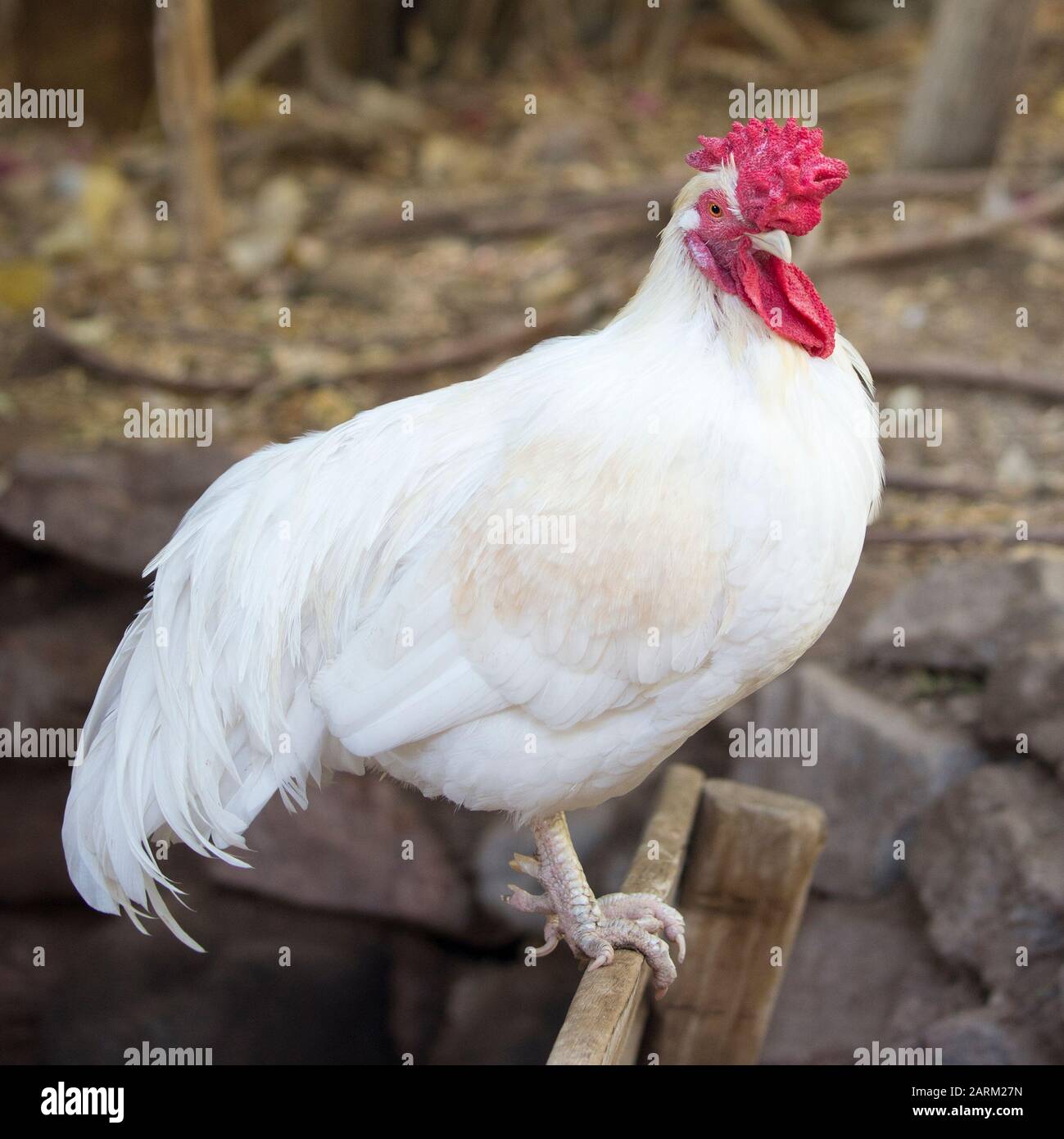 White rooster hi-res stock photography and images - Alamy