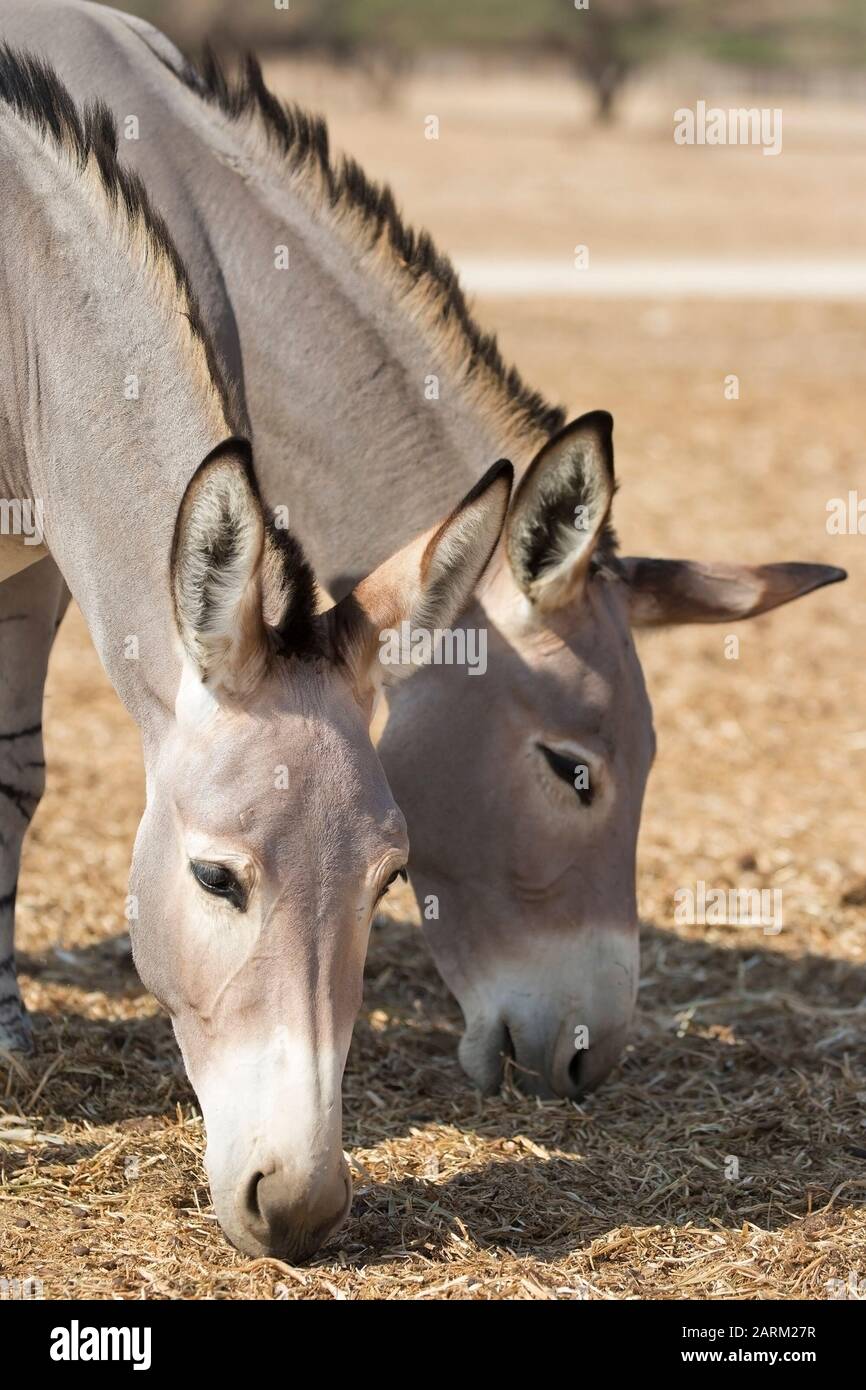 Somali wild asses (Equus africanus somaliensis), a critically ...