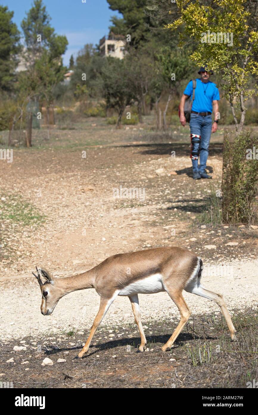Tourist watching a Mountain Gazelle female (Gazella gazella), an ...