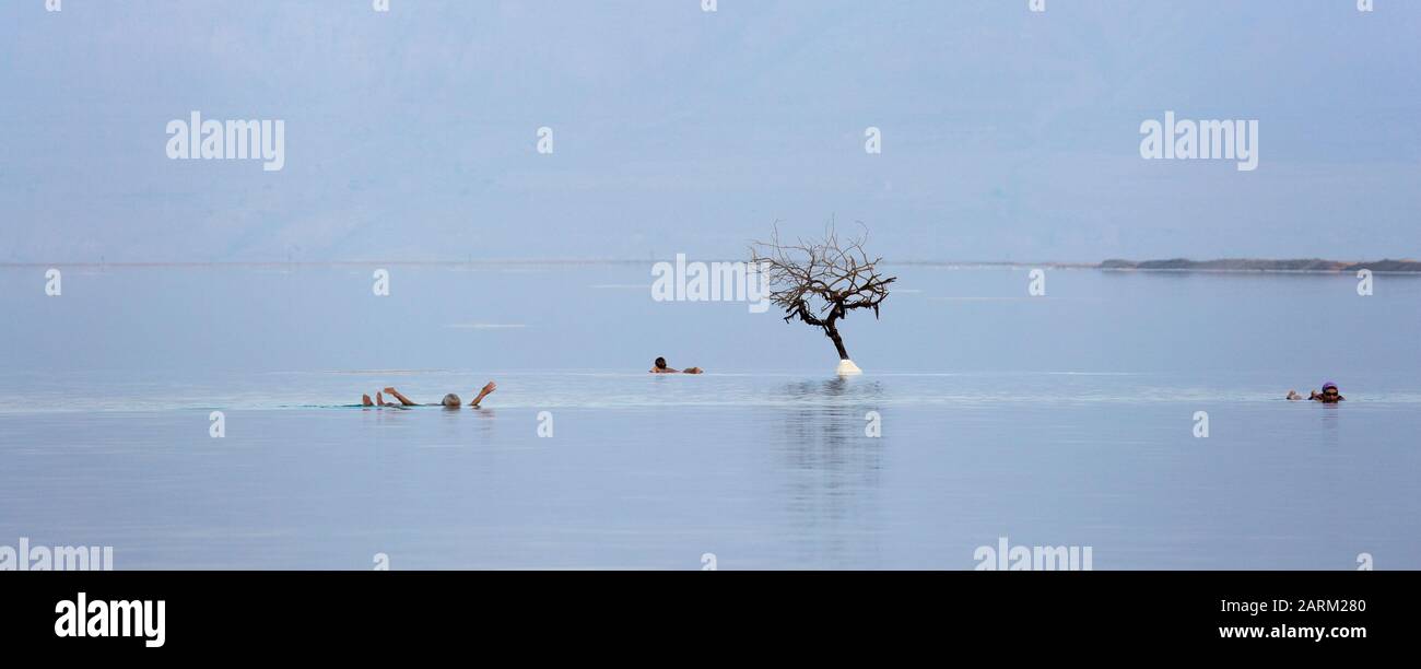 People floating beside the Dead Sea salt island tree, Israel Stock ...