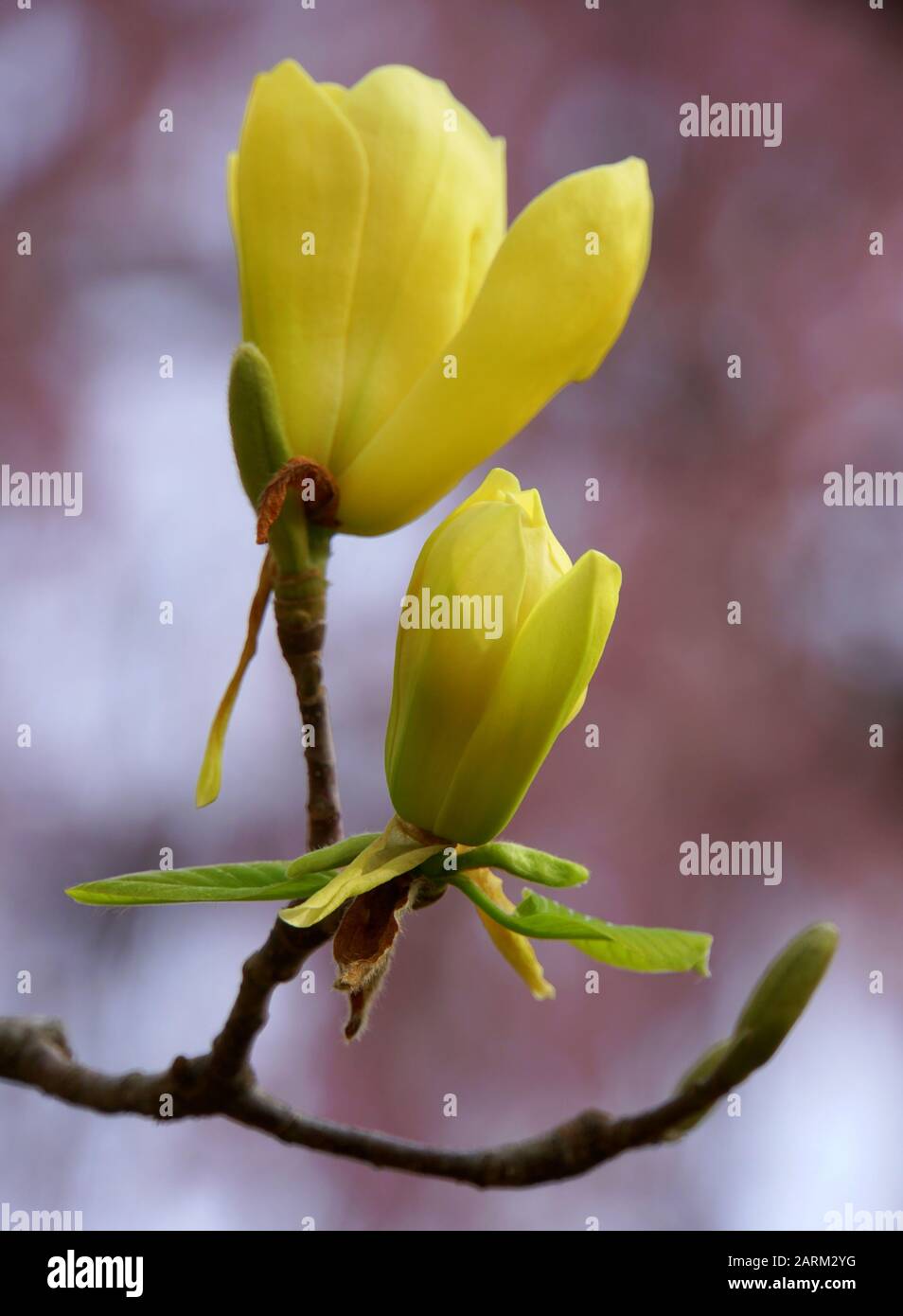 Yellow magnolia hi-res stock photography and images - Alamy