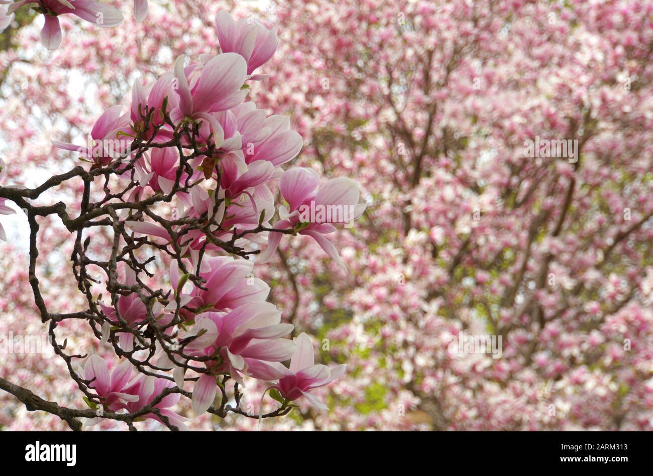 Beautiful pink magnolia flowering tree Stock Photo - Alamy