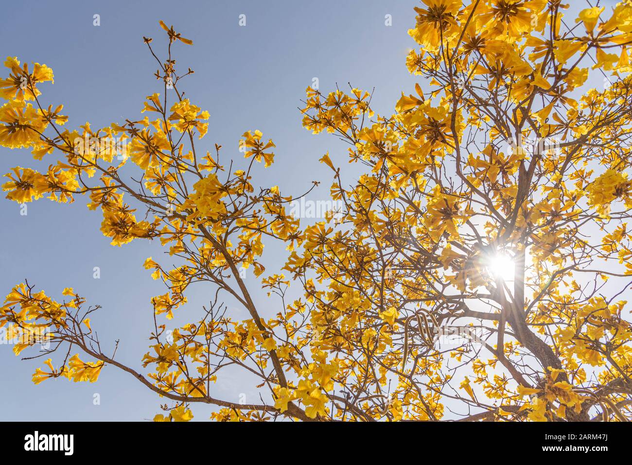 Tabebuia vellosoi tree. Found in all regions of Brazil, belonging to ...