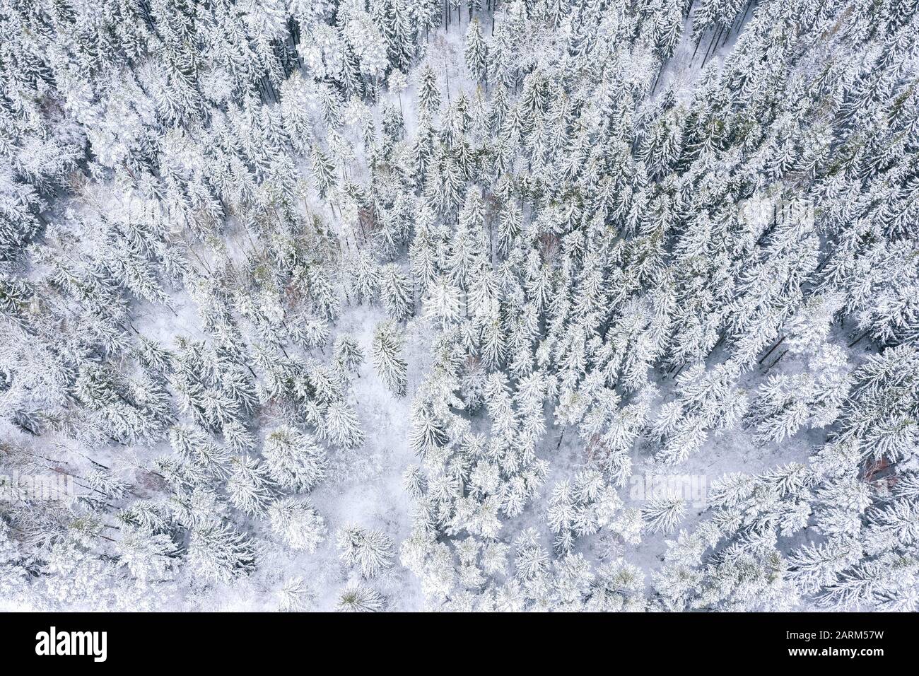 winter forest top view. fir trees under white snow. top view aerial ...