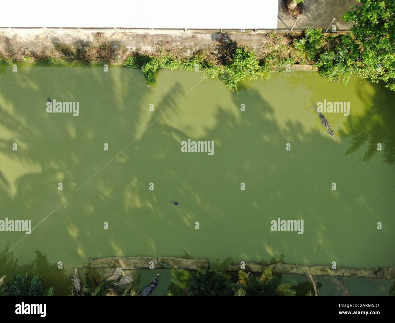 A top down aerial view of a lake or pond filled with water lilies with ...