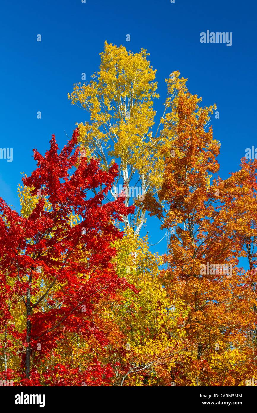Brilliant fall foliage color in the trees in northern, Wisconsin, USA Stock Photo - Alamy