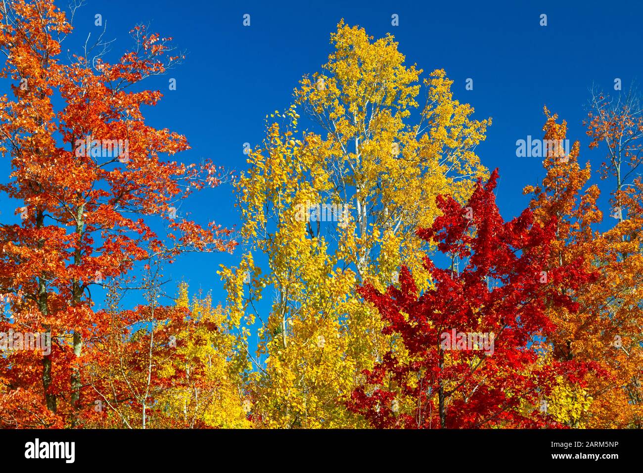 Brilliant fall foliage color in the trees in northern, Wisconsin, USA ...