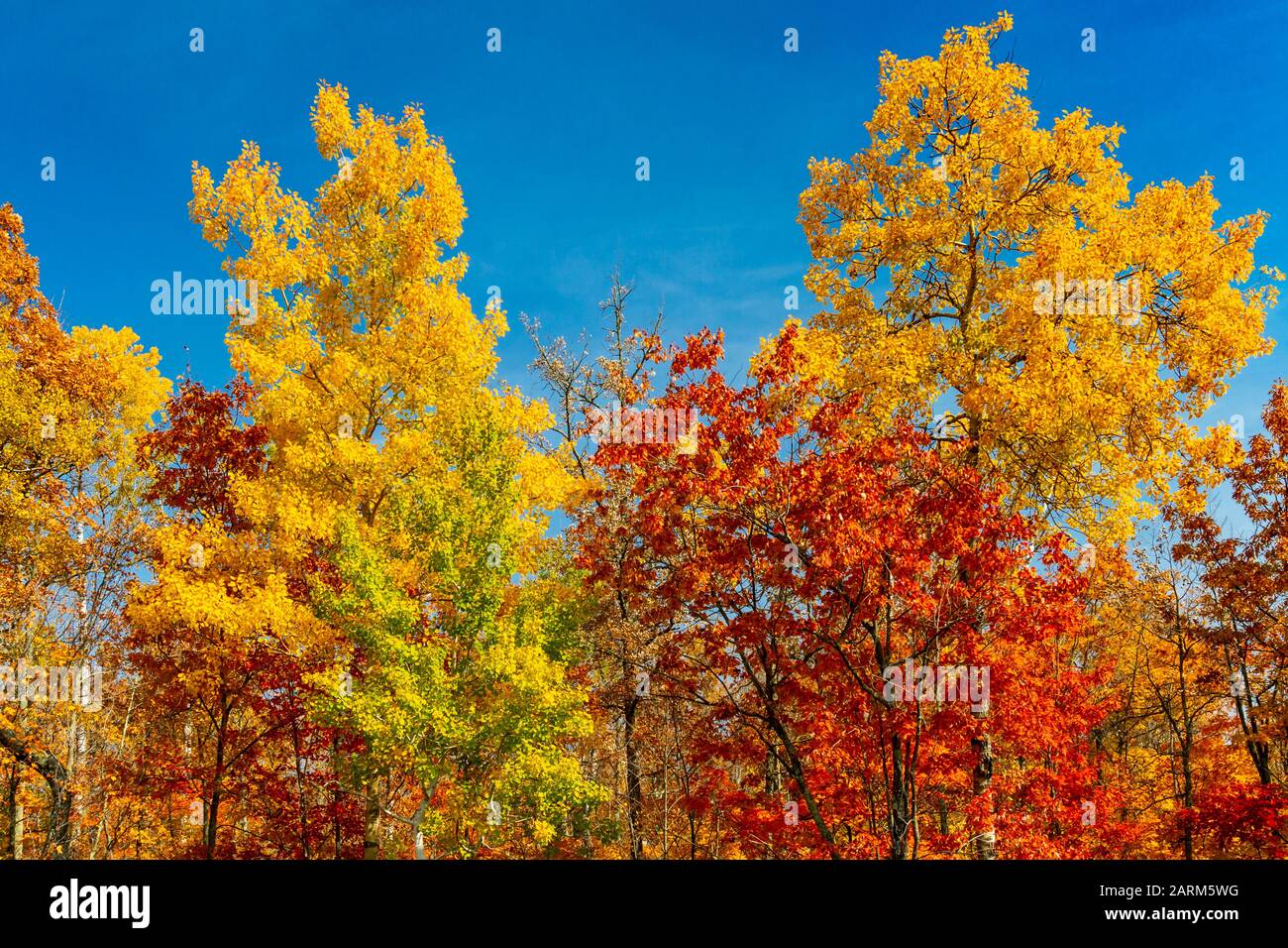 Brilliant fall foliage color in the trees in northern, Wisconsin, USA ...