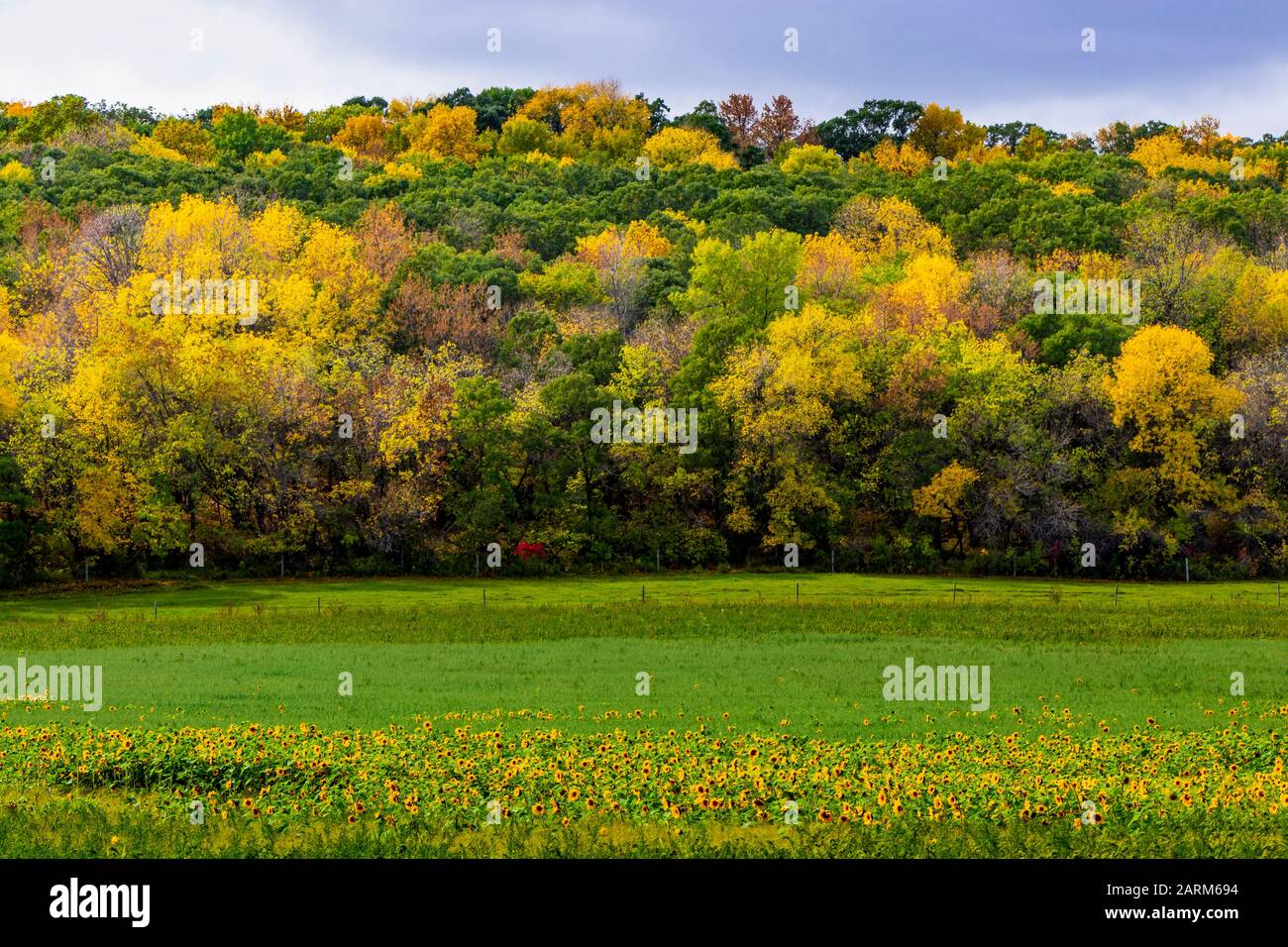 Fall foliage color in the Pembina Hills near Morden, Manitoba, Canada ...