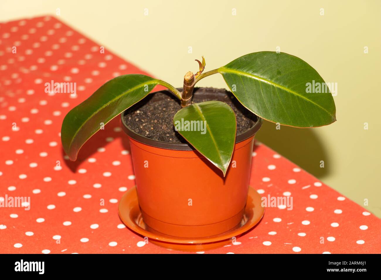 Rubber fig cutting recently planted in the pot. Very beautiful plant ...