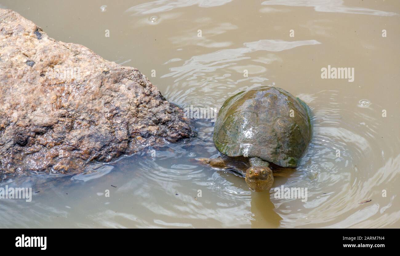 A serrated hinged terrapin on a rock in a stream in the Kruger National ...