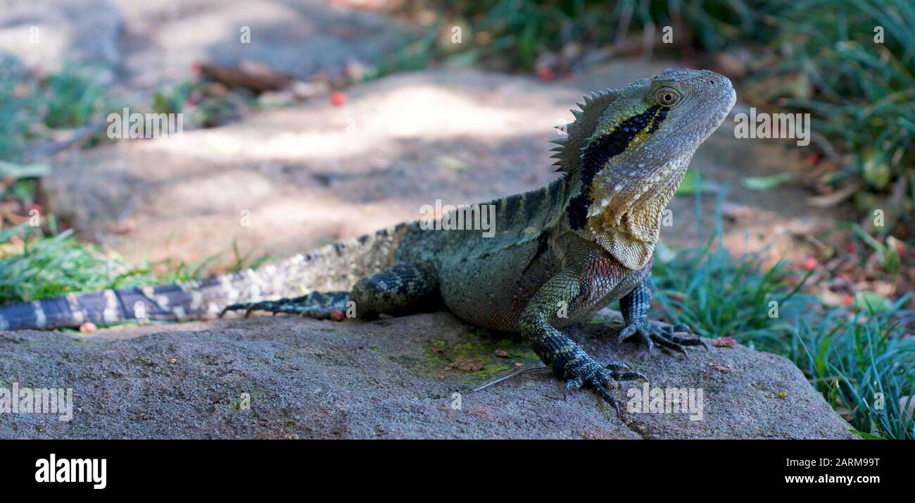 Water dragon lizard hi-res stock photography and images - Alamy