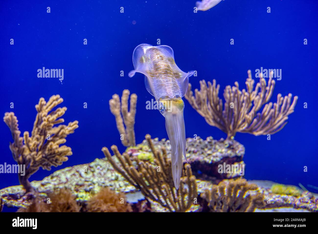 The Amazing Squid of Monterey Bay, California Stock Photo - Alamy