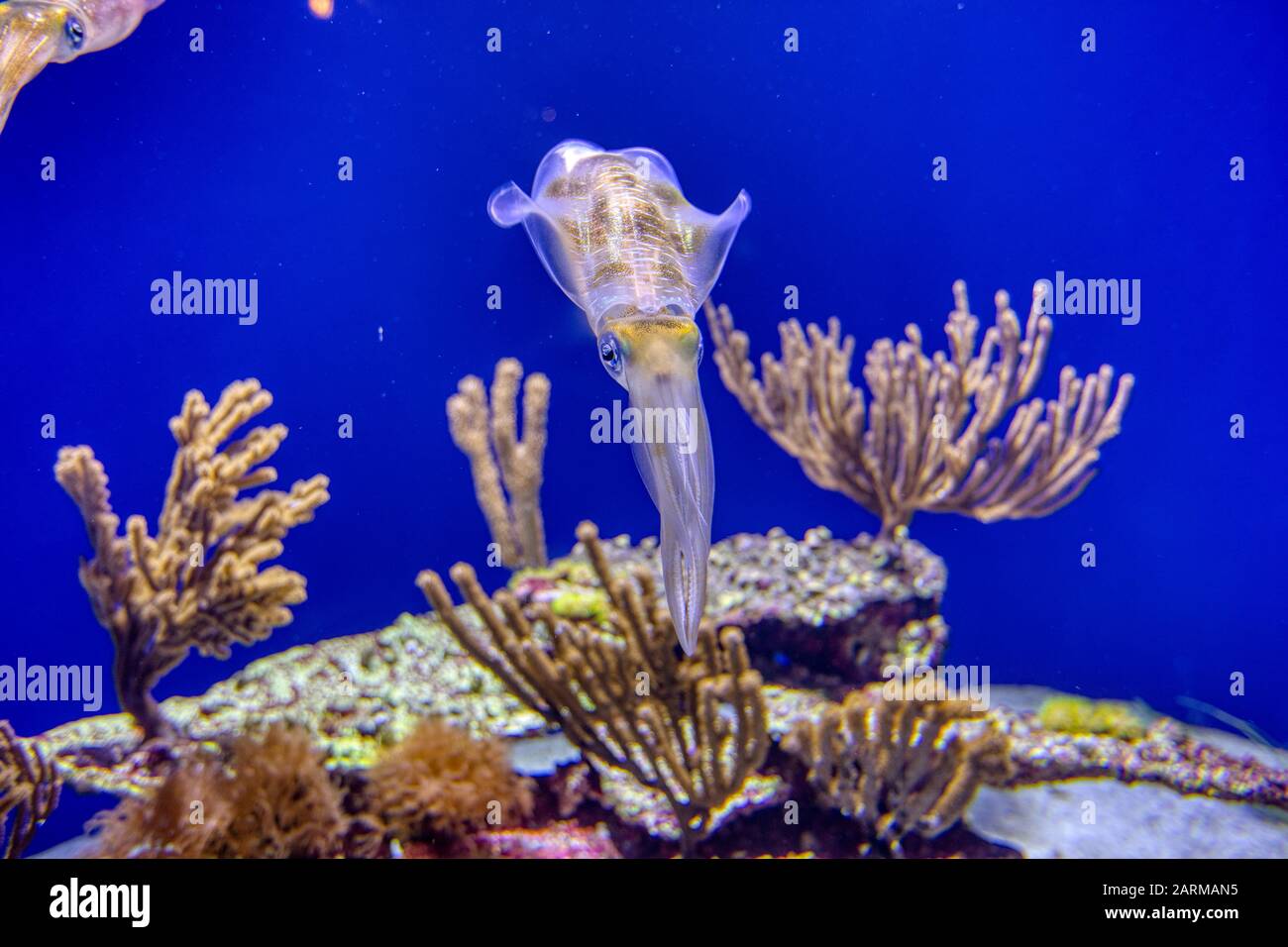 The Amazing Squid of Monterey Bay, California Stock Photo - Alamy
