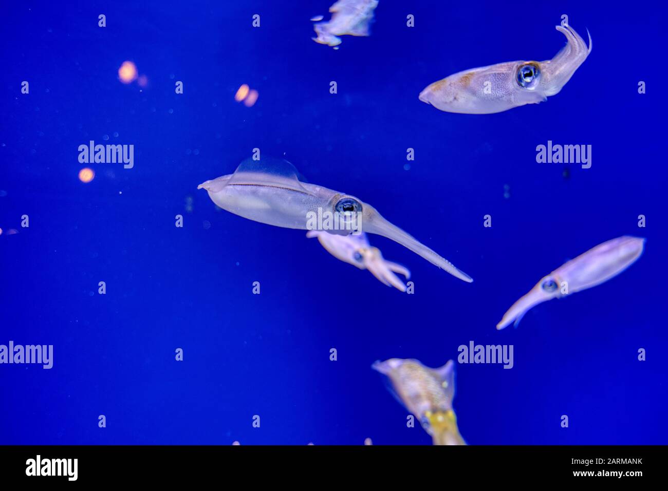 The Amazing Squid of Monterey Bay, California Stock Photo - Alamy