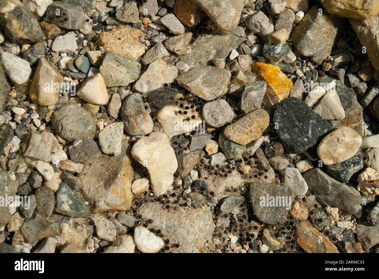 What looks like tadpole eggs lie in a clear spring-fed stream in the ...