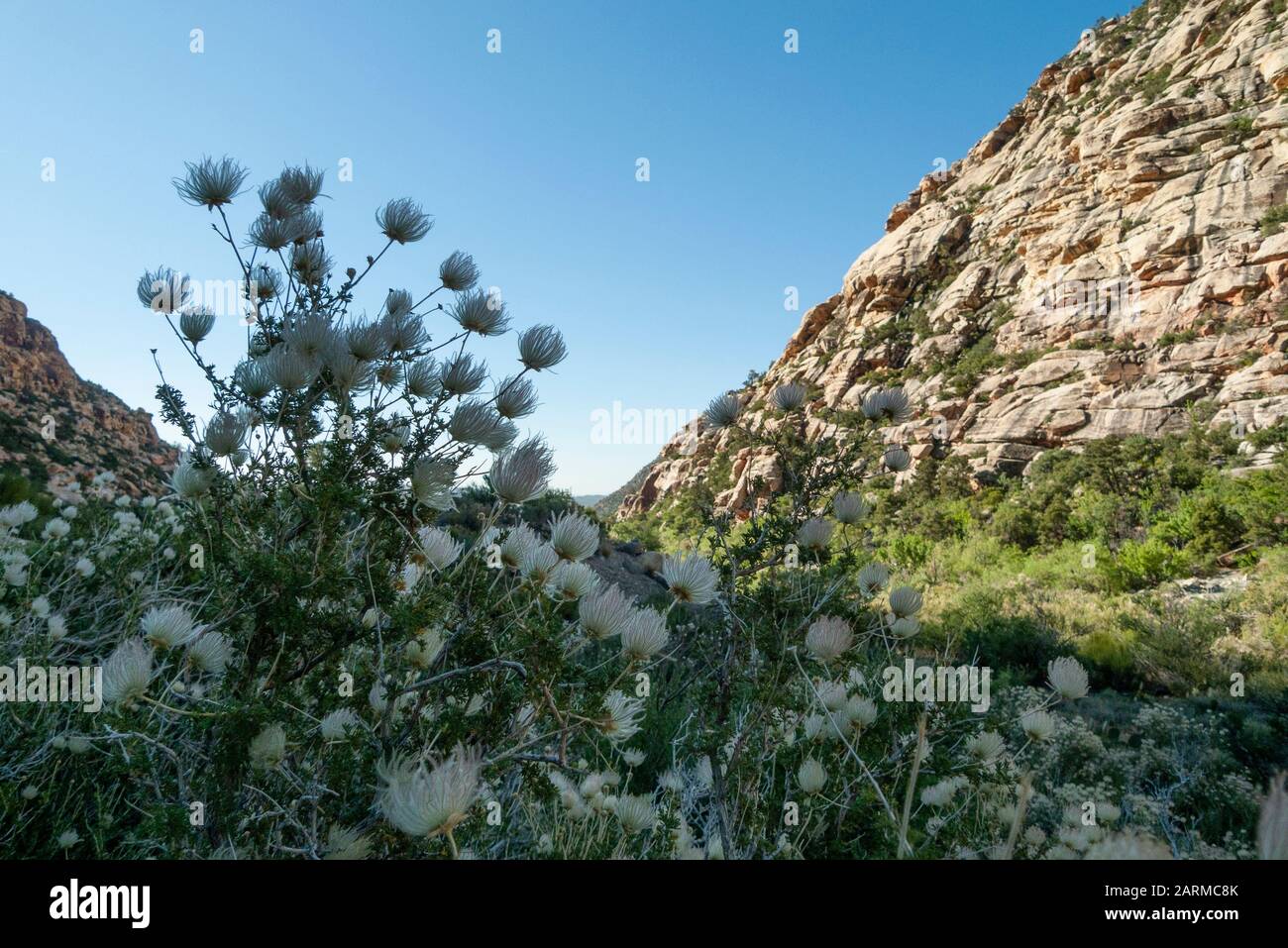 Mojave desert flowers hi-res stock photography and images - Alamy