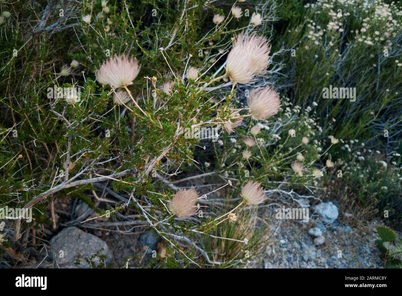 Mojave desert flowers hi-res stock photography and images - Alamy