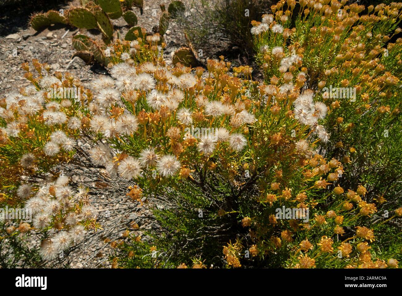 Mojave desert flowers hi-res stock photography and images - Alamy