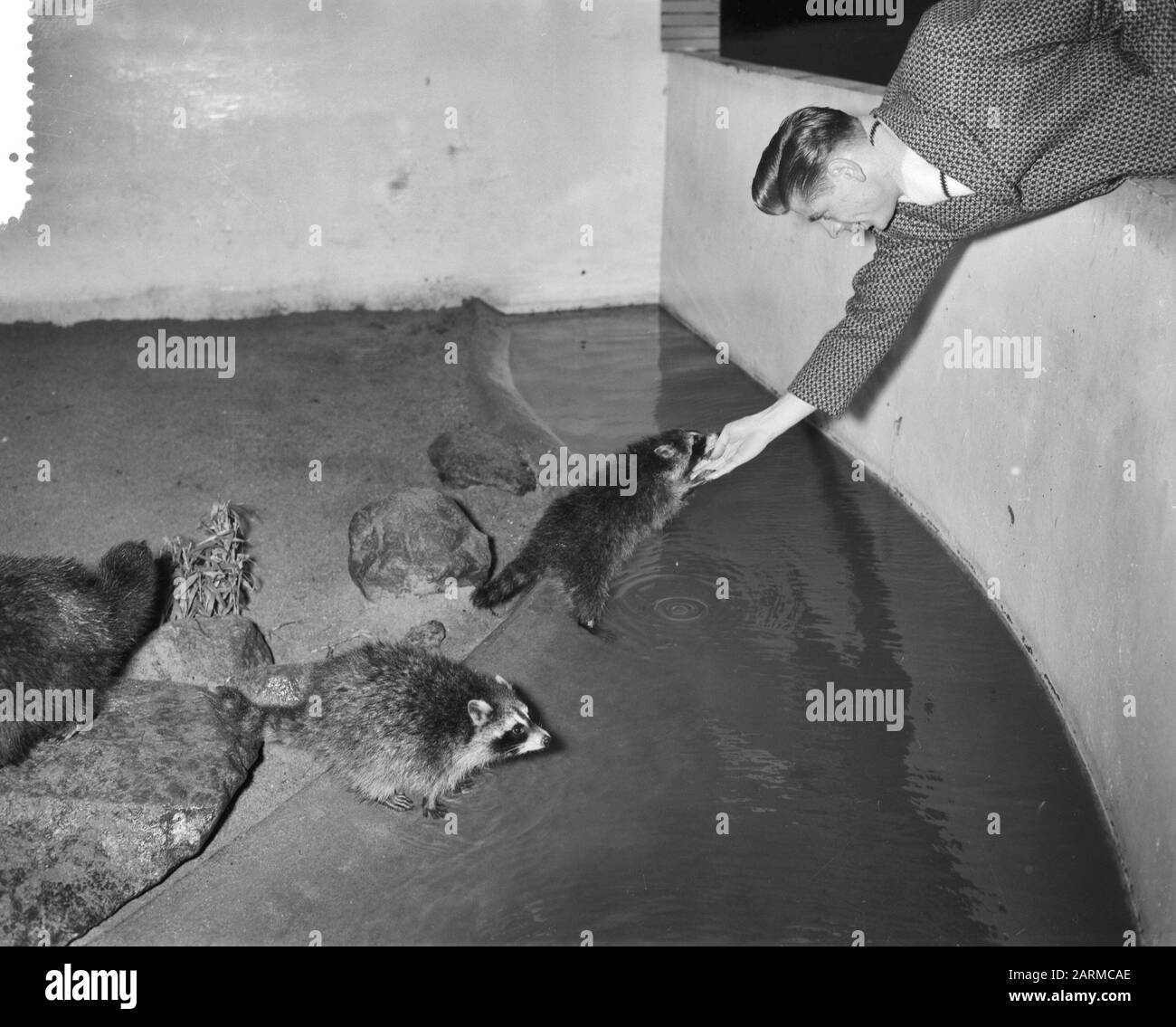 Raccoon in Artis, visitor pulls raccoon Date: December 17, 1959 ...
