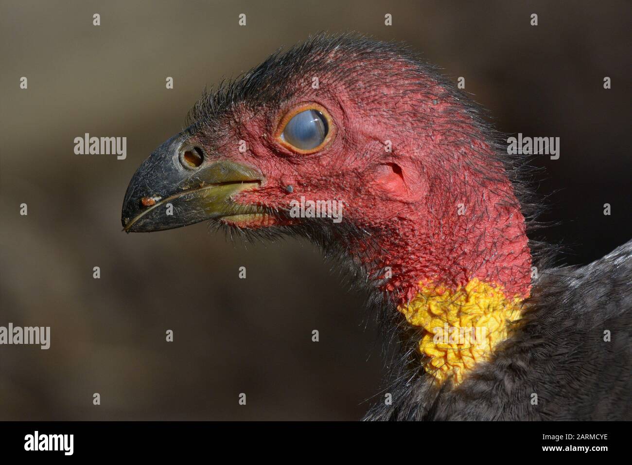 Australian Brush-turkey in the wild in Australia Stock Photo - Alamy