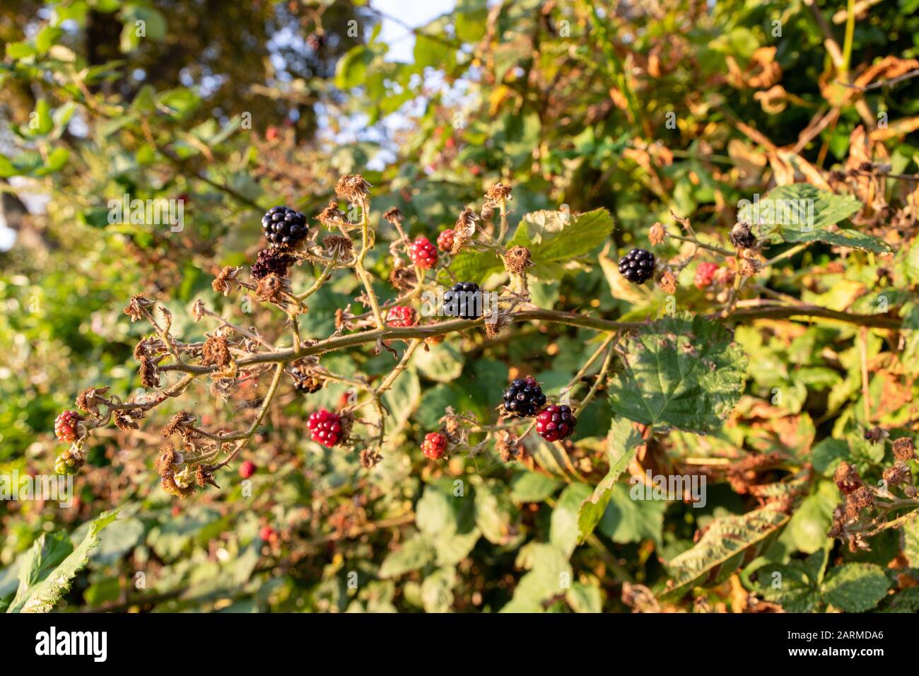 Blackberry black berries close hi-res stock photography and images - Alamy