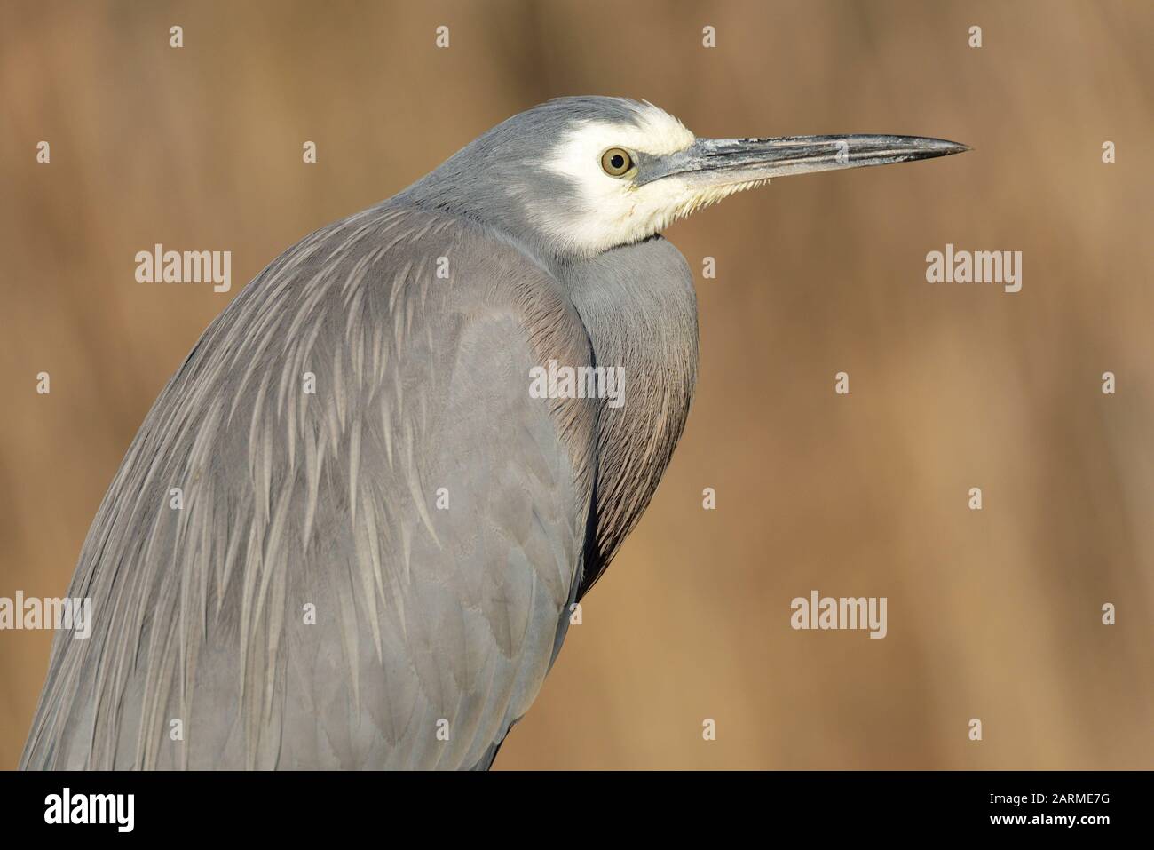 White-faced Heron native Australian waterbird in the wild Stock Photo ...
