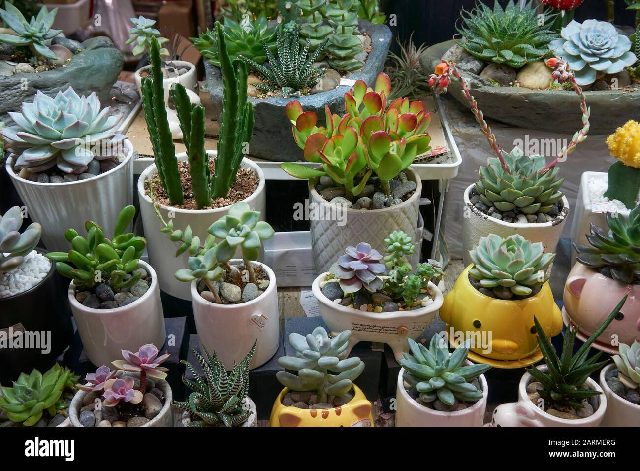 Cacti collection hi-res stock photography and images - Alamy
