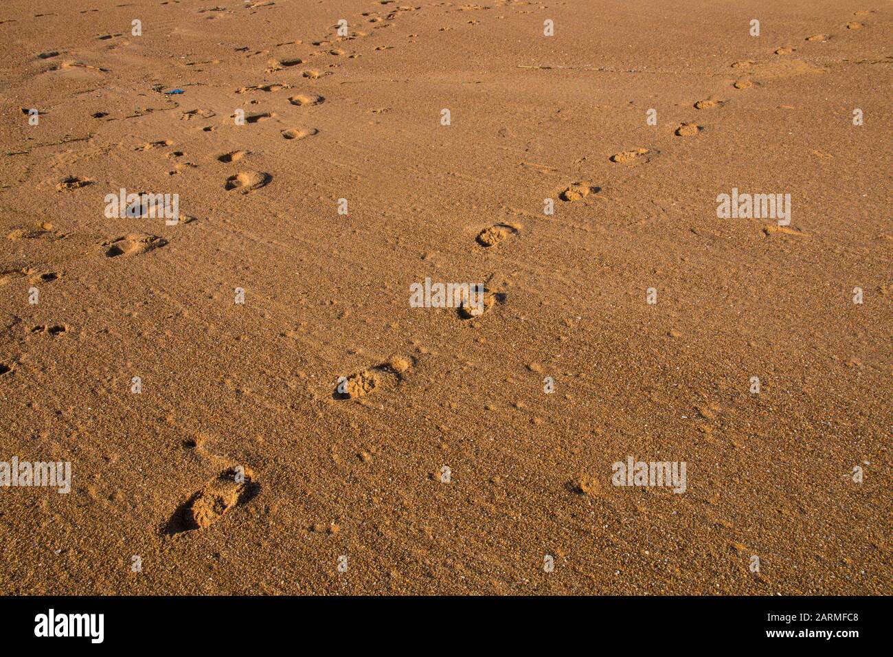 Footprints crossing over clean beach sand Stock Photo - Alamy